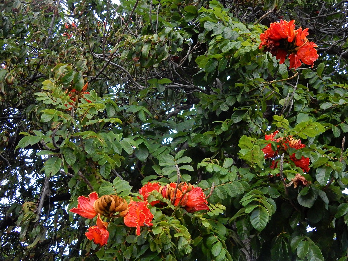 Spathodea campanulata